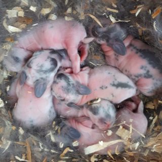 Breeding Rabbits: Your Get Started Guide! TIPS & FAQs - Northern Nester