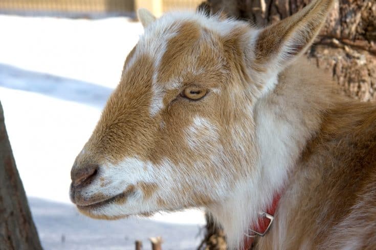 Nigeriano capre nane-Tutto quello che dovete sapere! | Tombouctou
