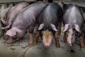 Berkshire Pig Facts You Need To Know - Northern Nester