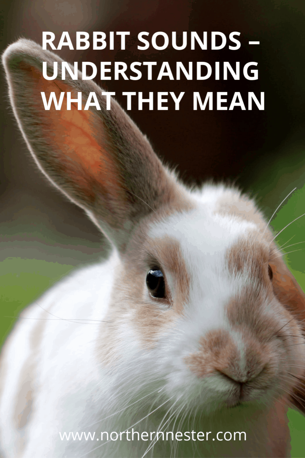 Rabbit Sounds - Understanding What They Mean - Northern Nester
