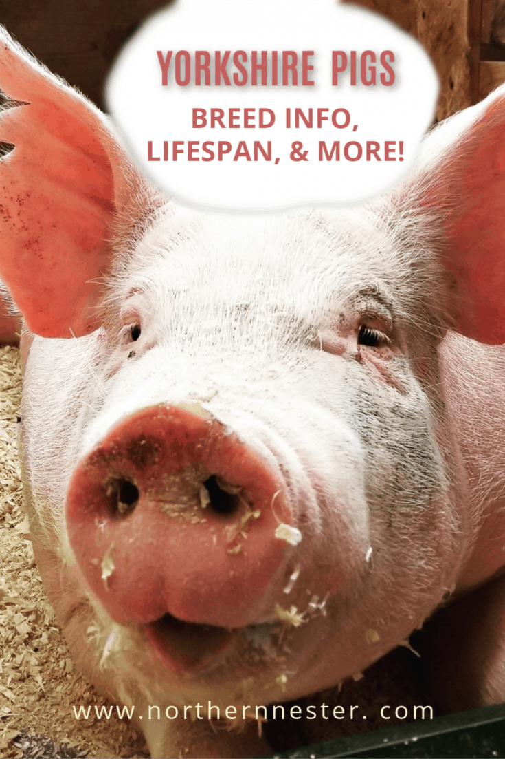 Yorkshire Pigs: Breed info, Lifespan, & more! - Northern Nester