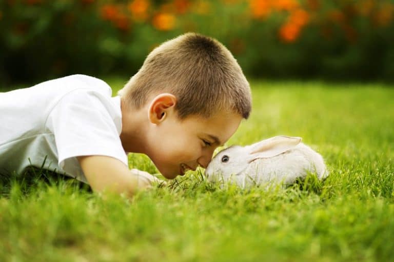 Angora Rabbits: Varieties, Care, Wool, and Breeding - Northern Nester