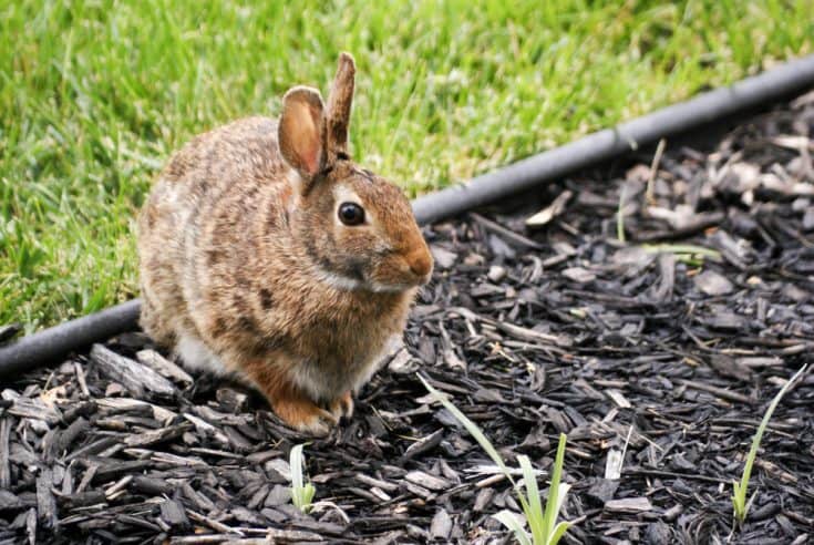 Best Bedding for Rabbits (2024 Guide) - Northern Nester