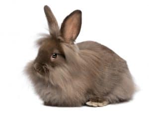 Top 12 Rabbit Breeds: Complete Guide of the Best Rabbits - Northern Nester