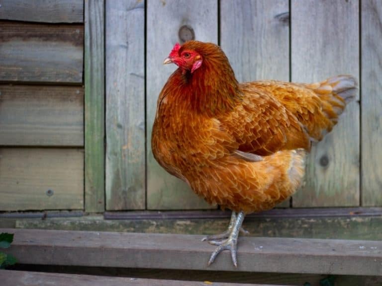Ameraucana Chicken: Chicken Breed - Complete Guide 2024 - Northern Nester