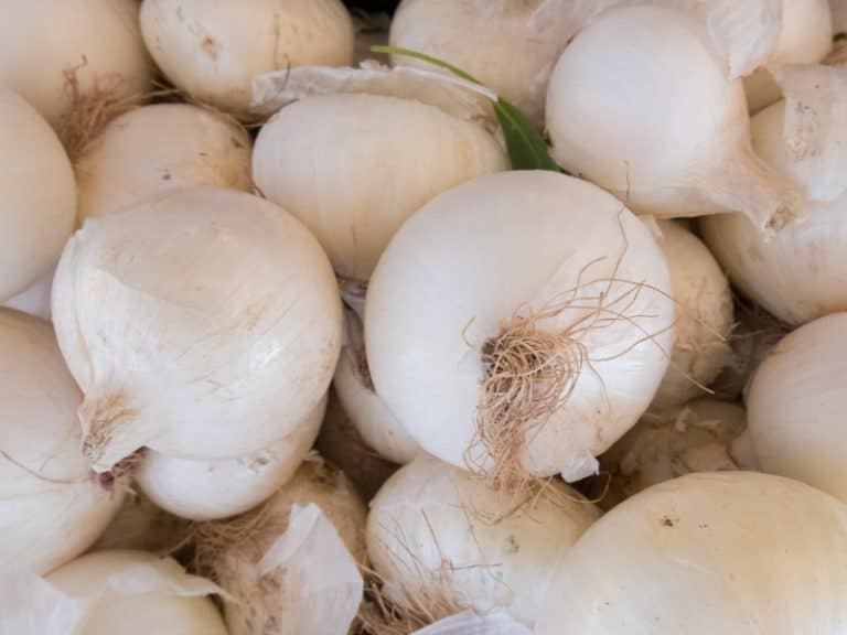 20 Types of Onions - Healthy and Popular choices! - Northern Nester