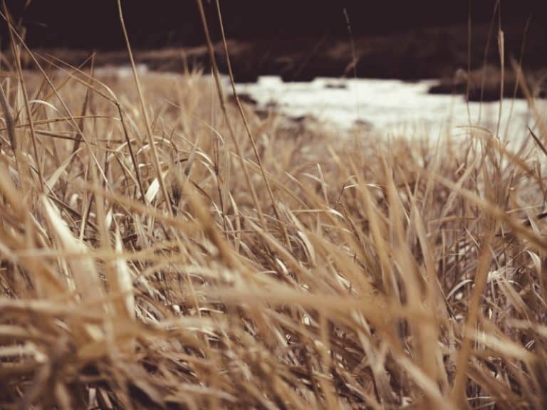 Hay vs Straw: Find Out the Difference! - Northern Nester