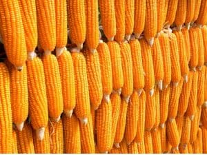 Types of Corn – Complete List and Guide - Northern Nester