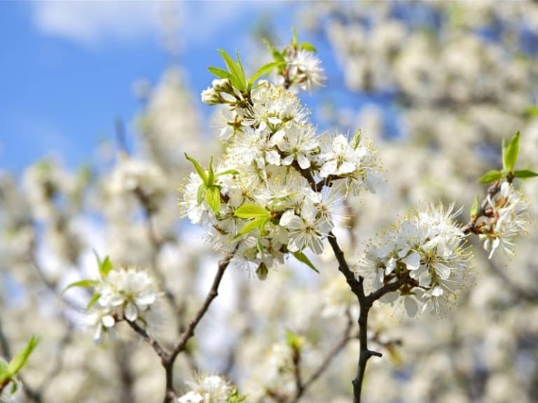 Types of Plums – Complete List and Guide 2024 - Northern Nester