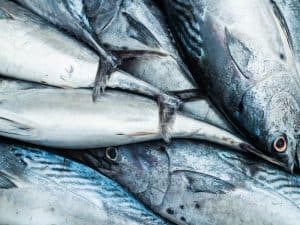 15 Different Types of Tuna - Complete Guide 2024 - Northern Nester