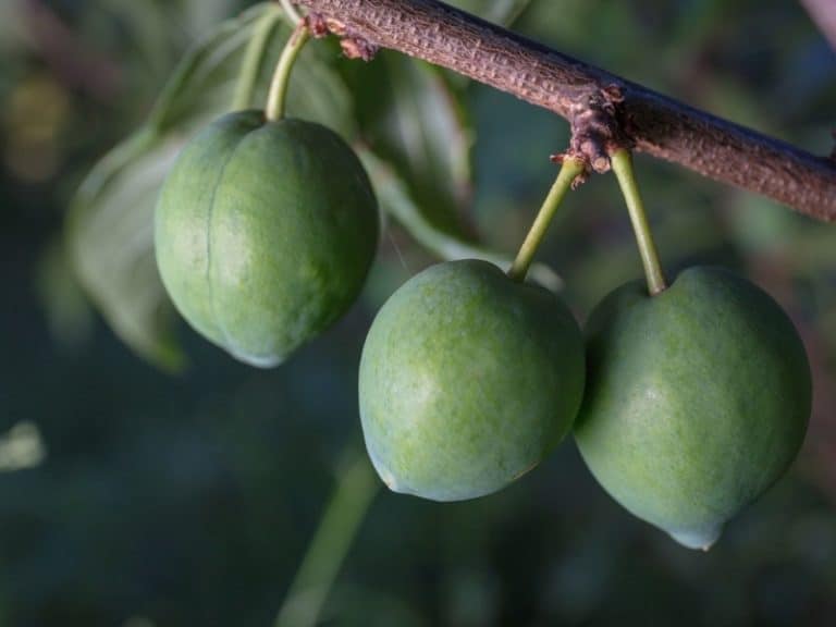Types of Plums – Complete List and Guide 2024 - Northern Nester