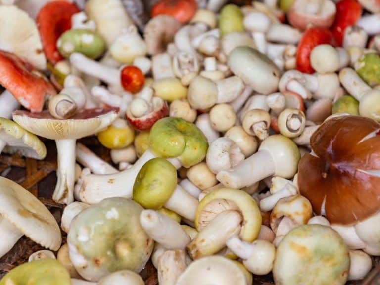 Types of Edible Mushrooms - Complete List and Guide 2024 - Northern Nester