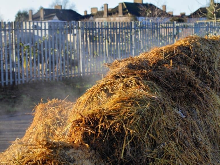 5 Best Manures For Quick and Hassle-Free Vegetable Gardening - Northern ...