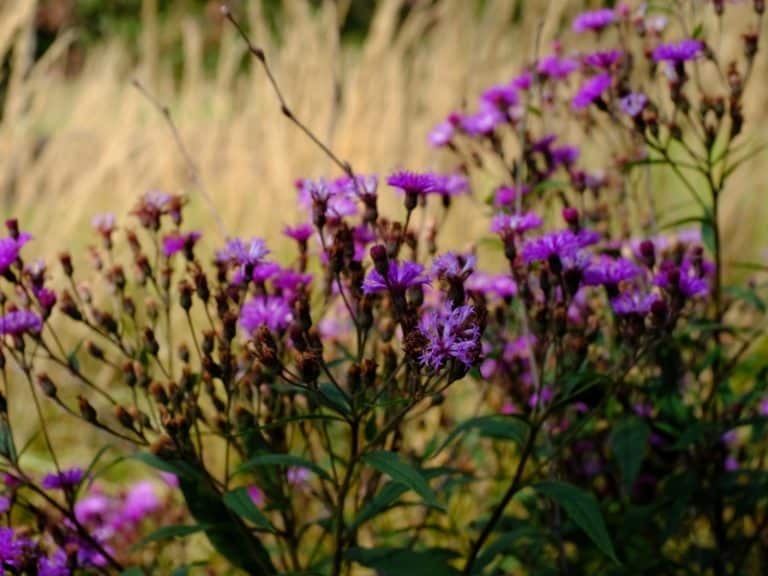 How to Plant, Grow, and Care Vernonia Perennials? - Northern Nester