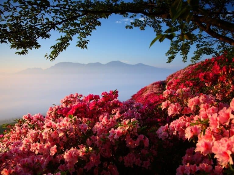 When To Plant Azaleas – Planting Guide 2024 - Northern Nester