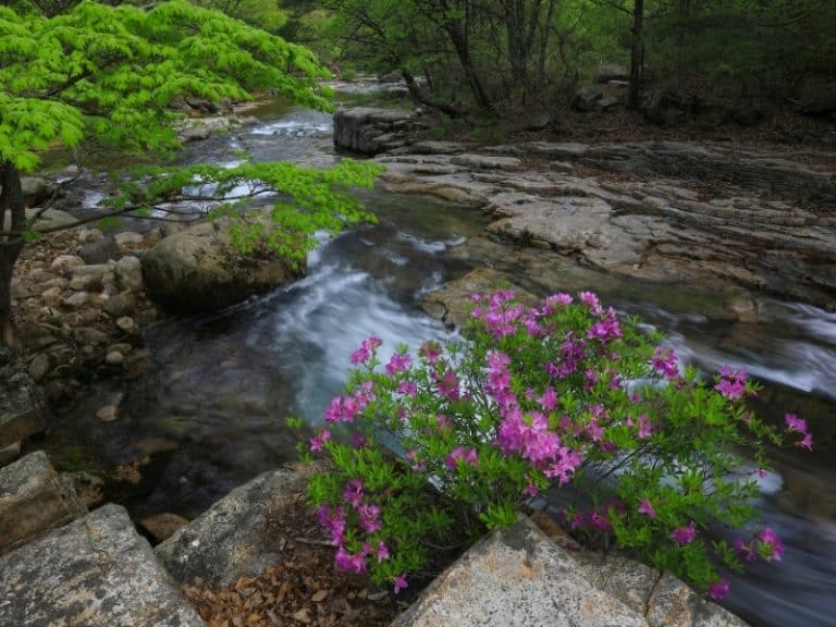 When To Plant Azaleas – Planting Guide 2024 - Northern Nester