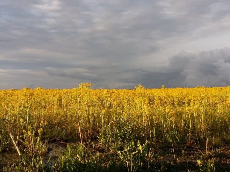 5 Best Trees for the Midwest Gardener - Northern Nester
