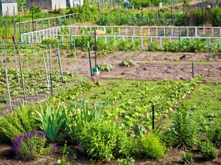 5 Best Trees for the Midwest Gardener - Northern Nester