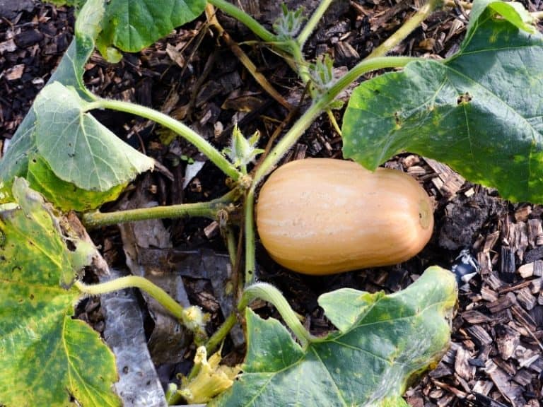 When to Plant Butternut Squash - Planting Guide 2023 - Northern Nester