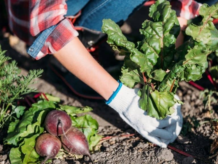 When to Harvest Beets – Planting Guide 2024 - Northern Nester