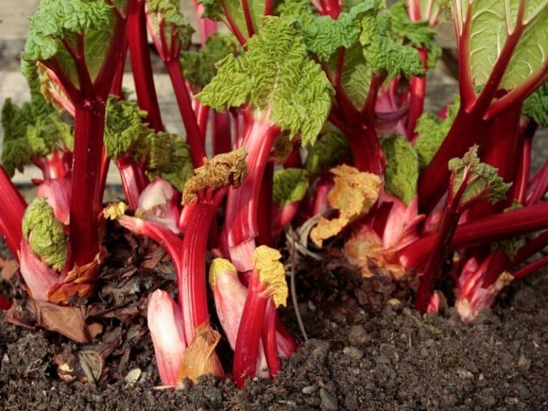 When to Plant Rhubarb - Planting Guide 2023 - Northern Nester