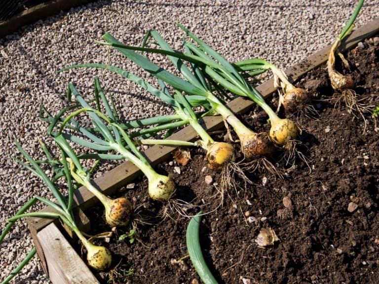 When To Harvest Onions - Gardening Tips 2023 - Northern Nester
