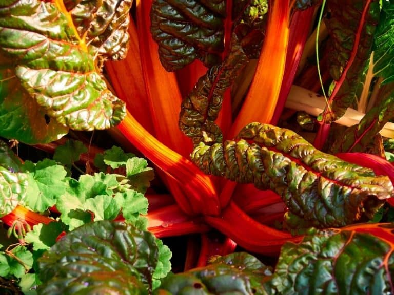 When to Plant Rhubarb - Planting Guide 2024 - Northern Nester
