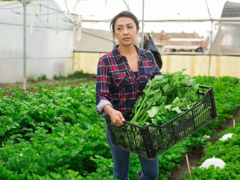 When to Harvest Celery – Garden Tips 2024 - Northern Nester