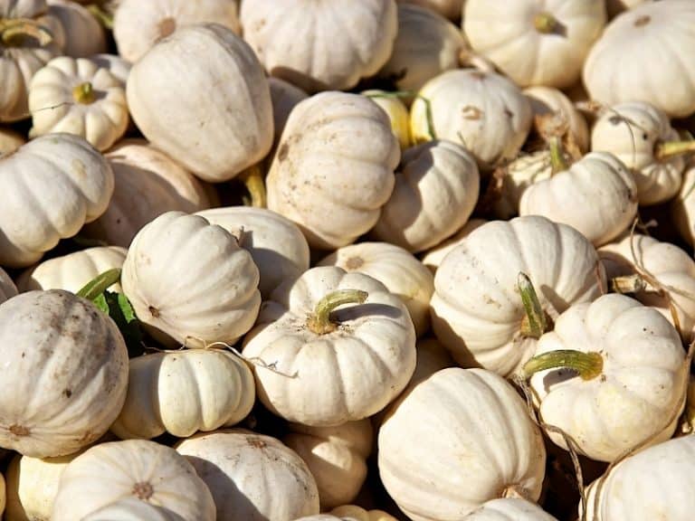 White Pumpkins - Pumpkins Lumina Complete Guide 2024 - Northern Nester