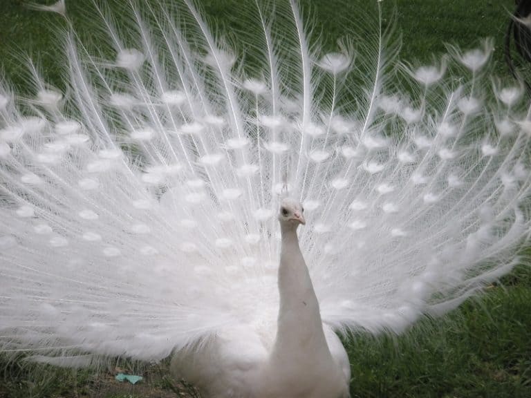 Albino Peacock - What You Need to Know! - Northern Nester