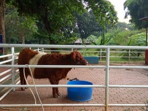 Miniature Cows - Guide to Small Cattle Breeds! - Northern Nester