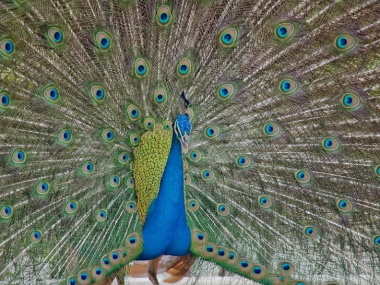 Indian Peacock (Indian Peafowl) - What You Need to Know! - Northern Nester