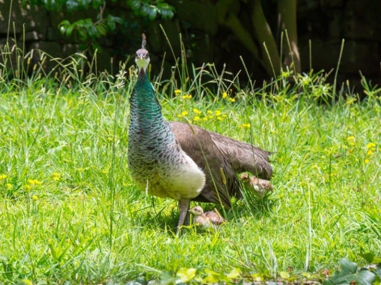 Male vs Female Peacock - What’s the difference? - Northern Nester