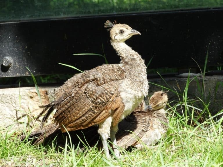Peacock Chicks - Peafowl Breeding 101 - Northern Nester