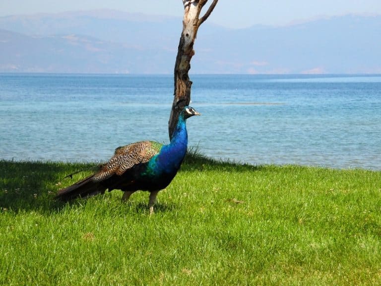 Where Do Peacocks Live? Peacock’s Habitat 2024 - Northern Nester