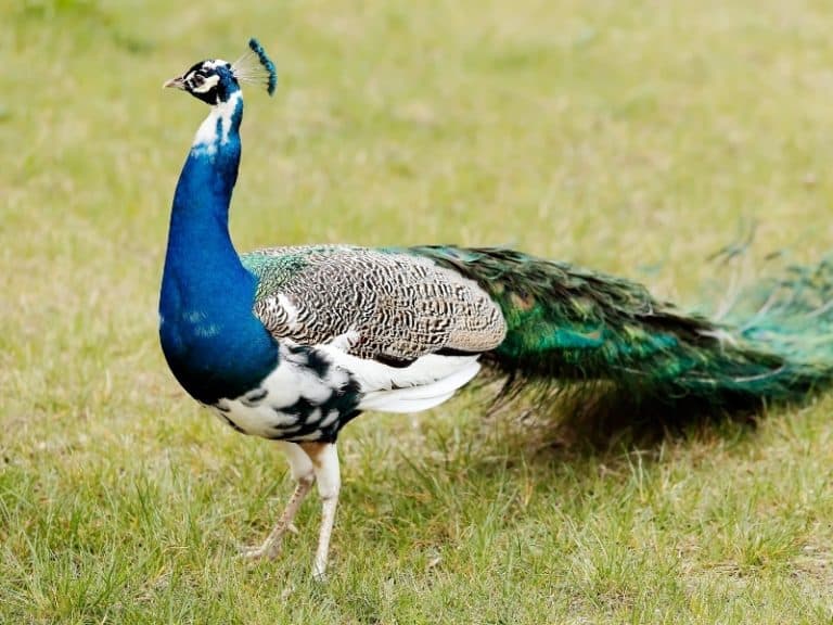 Piebald Peacock (Pied Peacock) - Detailed Guide 2024 - Northern Nester