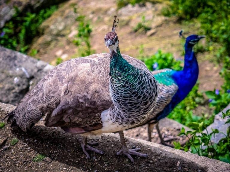 Types of Peacock - Complete Guide 2023 - Northern Nester