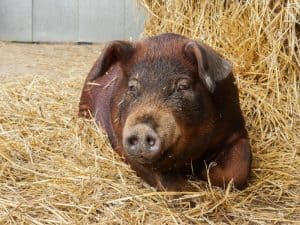 10 Best Pigs for Meat - Choosing the Right Breed - Northern Nester