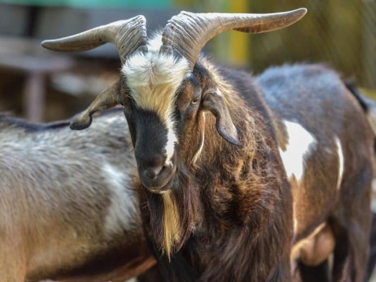 What’s a Wether Goat - Is it Good to Have Get One? - Northern Nester