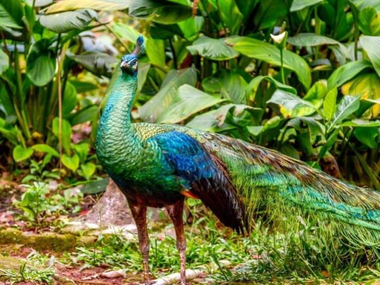 Spalding Peacock (Spalding Peafowl) - What You Need to Know - Northern ...