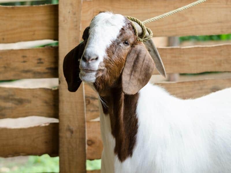 What s A Wether Goat Is It Good To Have Get One Northern Nester What s A Wether Goat Is It Good To Have Get One Northern Nester