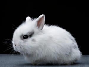 Jersey Wooly Rabbit - Completed and Detailed Guide 2024 - Northern Nester