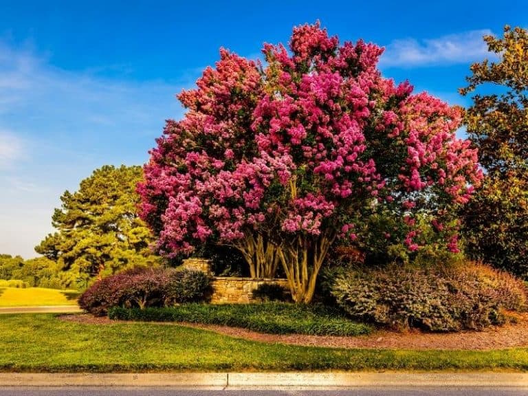 When To Plant Crepe Myrtle - Planting Guide 2024 - Northern Nester