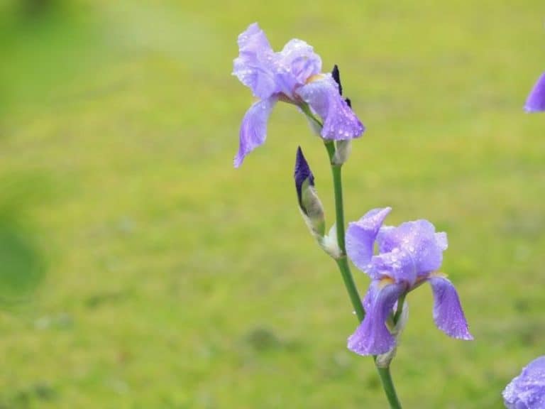 When To Plant Iris – Planting Guide 2023 - Northern Nester