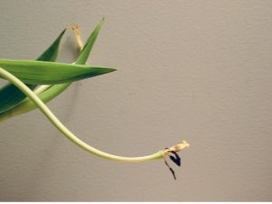 Why Are My Calla Lilies Drooping? Garden Tips 2023 - Northern Nester