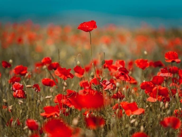 When to Plant Poppies - Planting Guide 2024 - Northern Nester