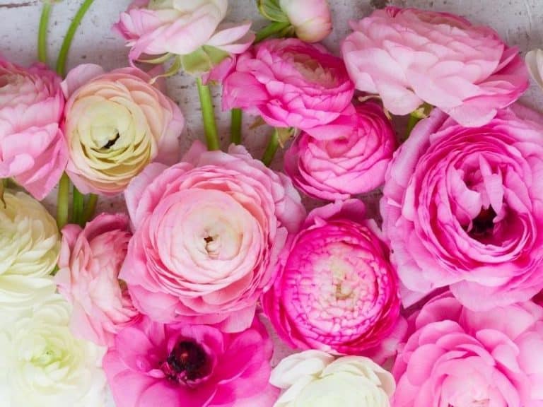 When to Plant Ranunculus - Planting Guide 2024 - Northern Nester