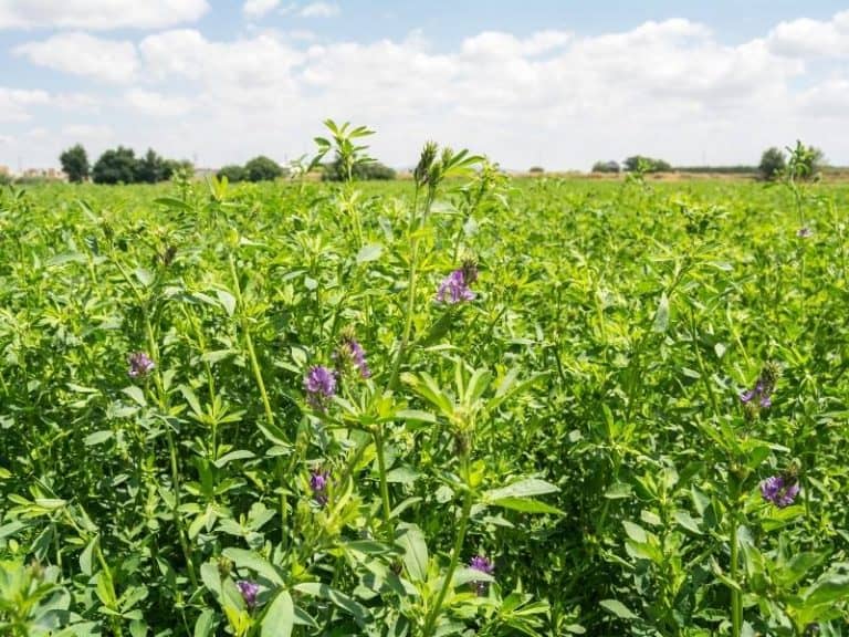 When To Plant Alfalfa - Planting Guide 2024 - Northern Nester