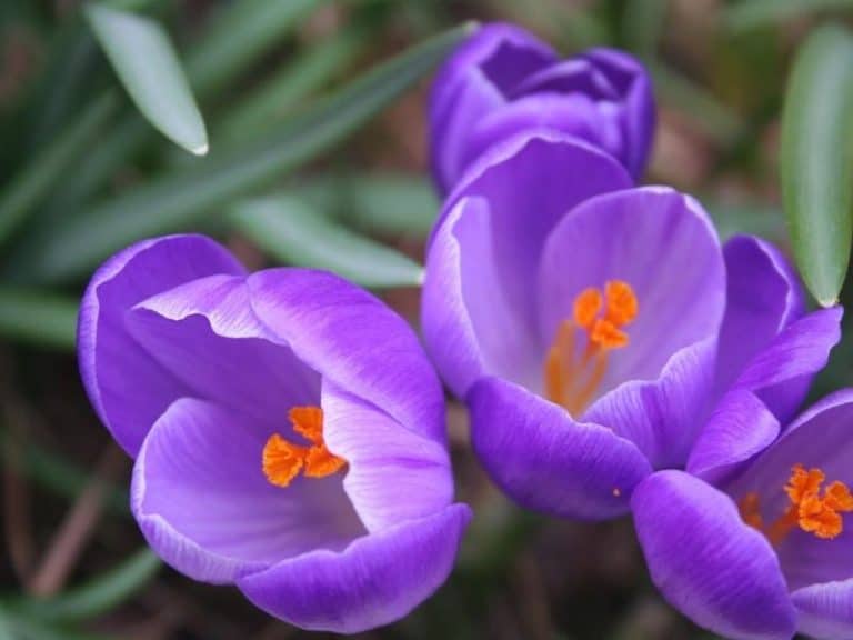 When to Plant Crocus - Planting Guide 2024 - Northern Nester