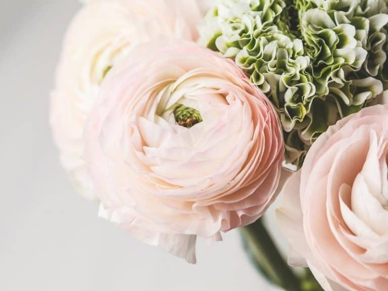 When to Plant Ranunculus - Planting Guide 2024 - Northern Nester